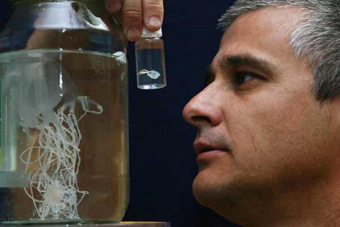 Пять малоизвестных фактов о медузах » Женский Мир