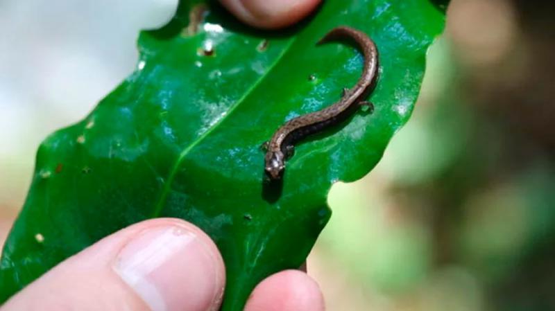 Самые маленькие животные в мире » Женский Мир